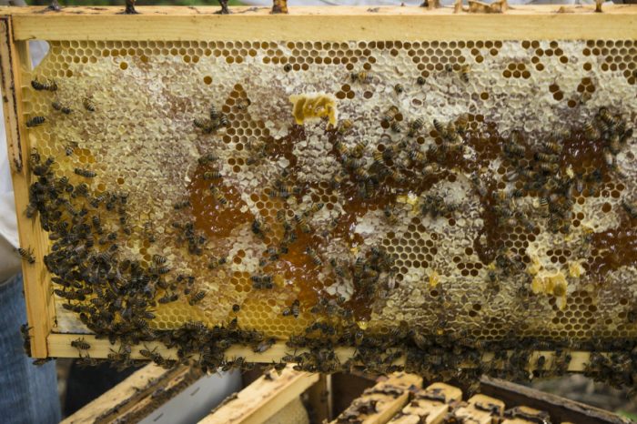 L’impiego delle cere in ambito cosmetico: tipologie e proprietà