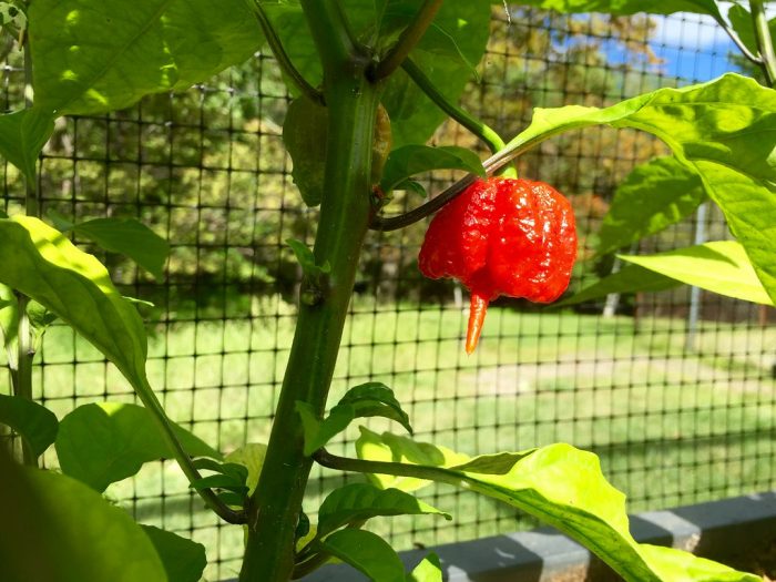 Scala di Scoville: test, capsaicina - Chimica Today
