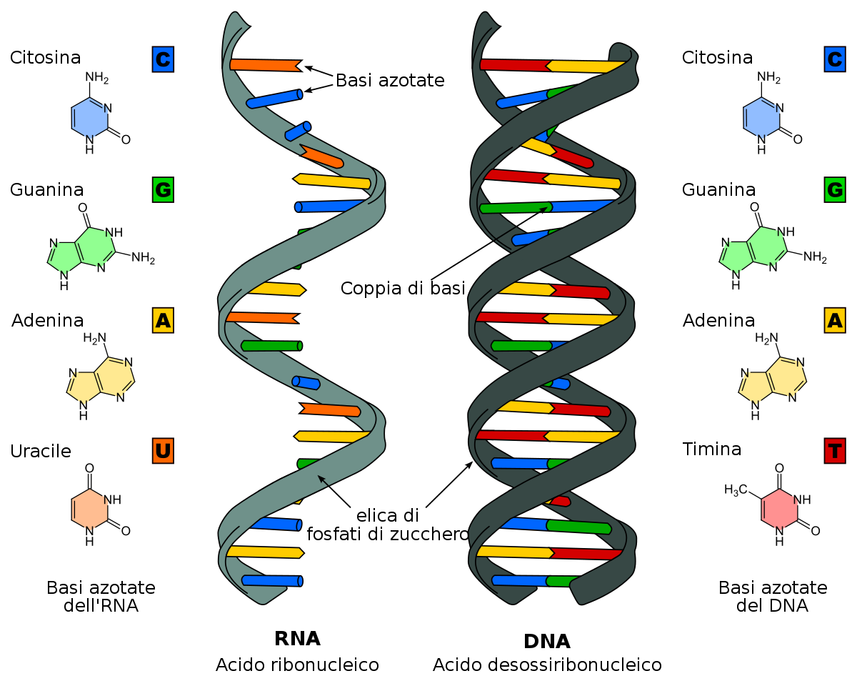DNA e RNA: composizione e struttura - Chimica Today